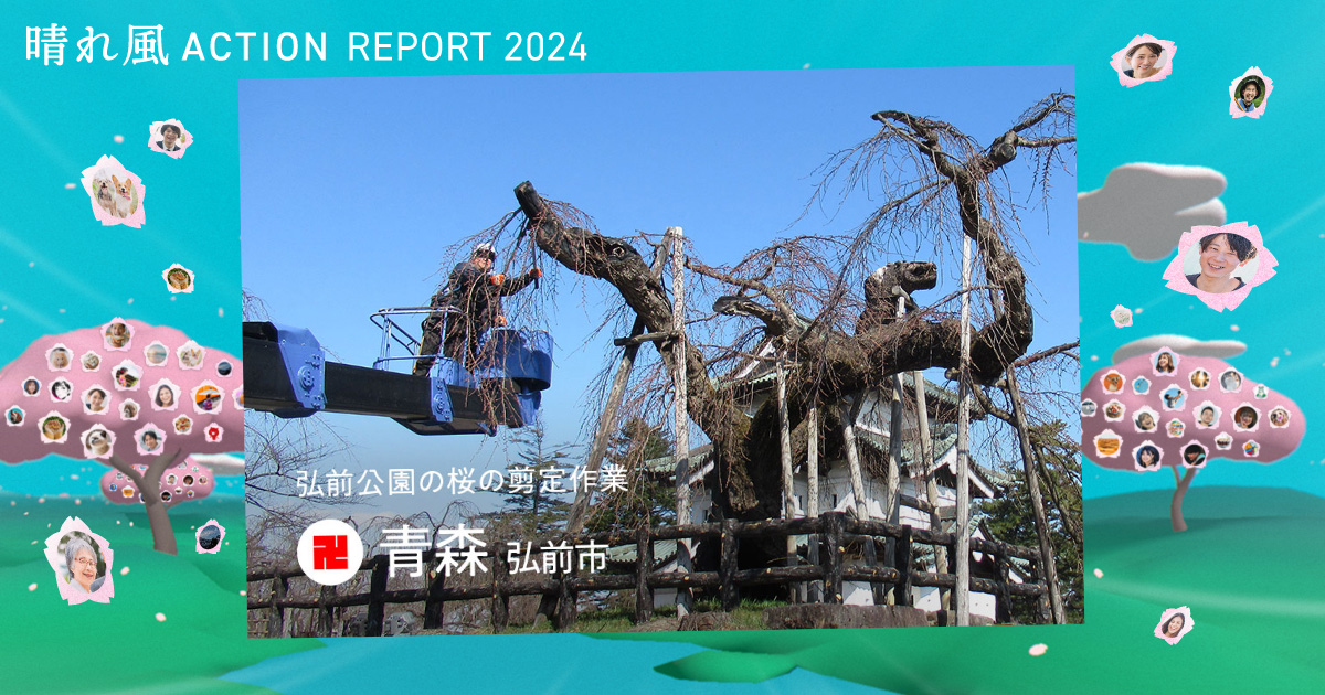 青森 弘前市｜桜の保全活動｜晴れ風ACTION REPORT 2024｜KIRIN
